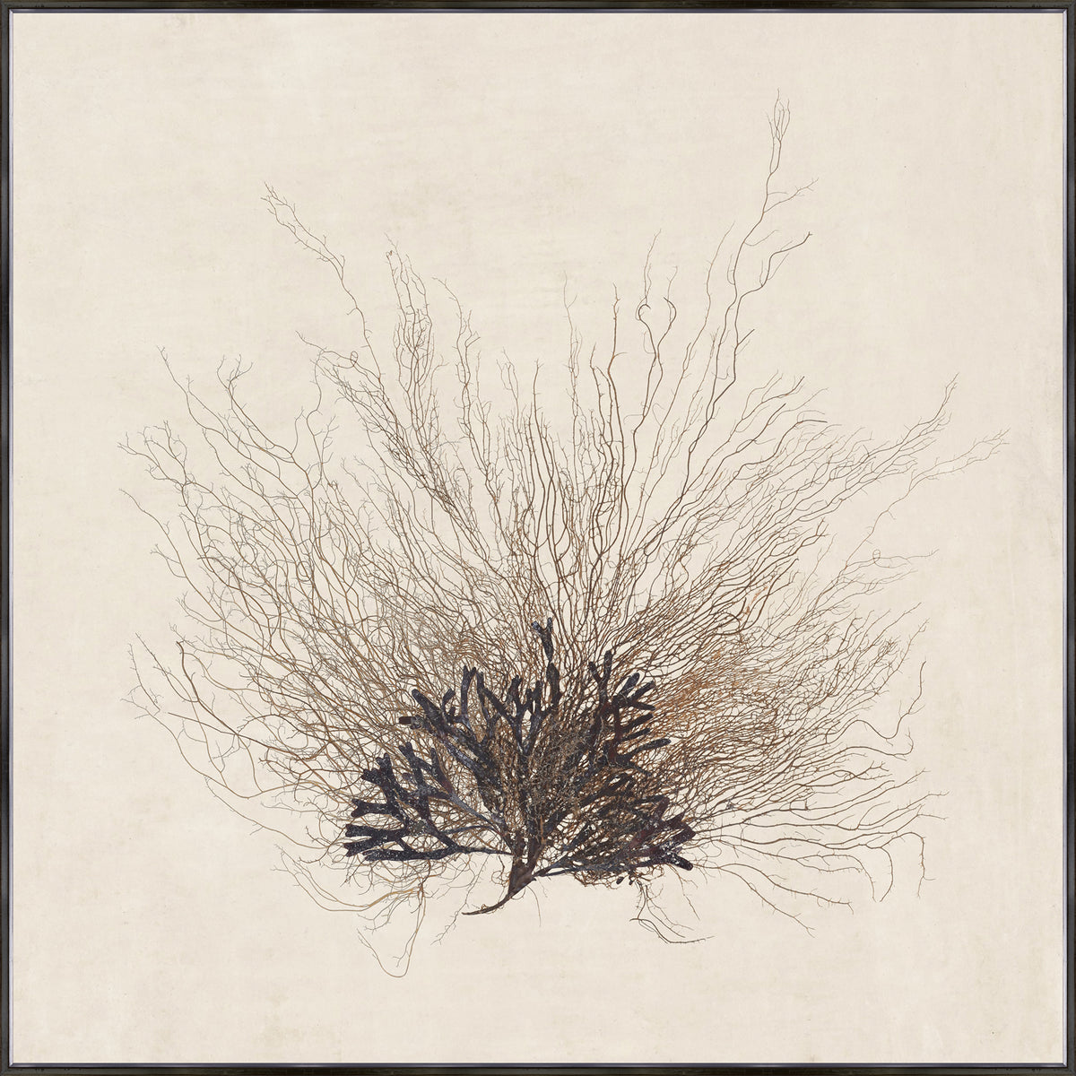 Sea Fan - Black & Brown — BDC Living