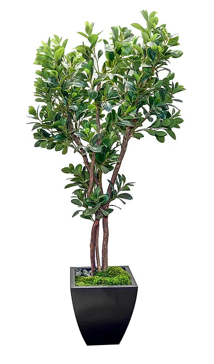7' Italian Ficus Tree In Zinc Pot — BDC Living